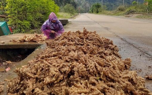 Gừng bao nhiêu 1kg? Giá gừng hôm nay 23/05/2026